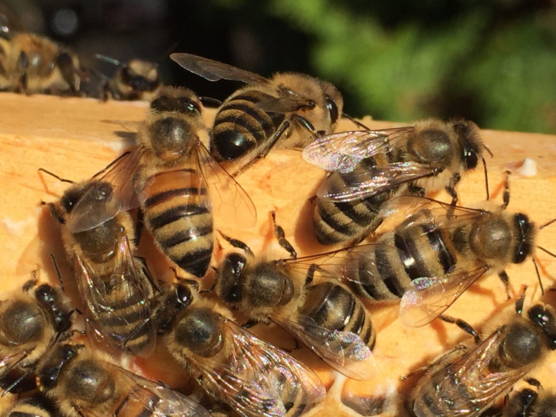 Our Profile – Prairie Sweetheart Honey